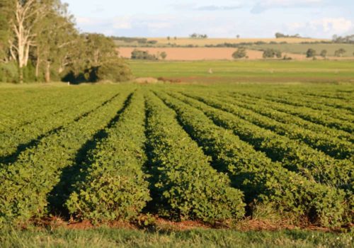 Learn Where Peanuts Come From And How They Are Grown Today