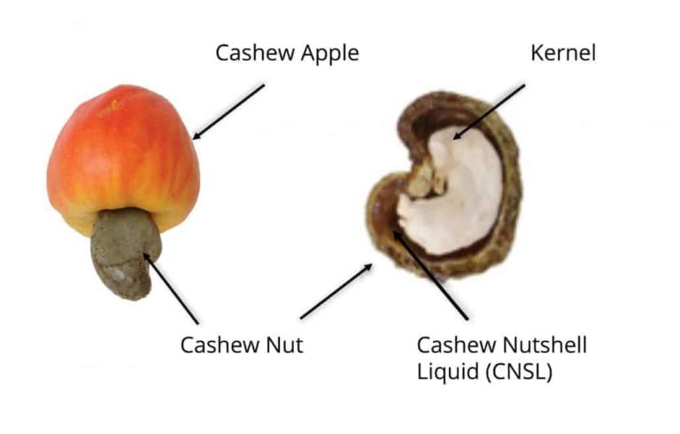 The Nationals Cashew Gene Bank Of India And Cashew Farming