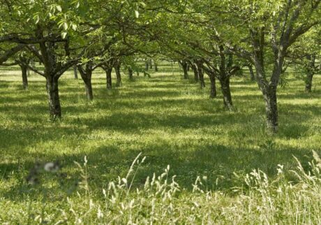Current Walnut Production Of California | Global Supply