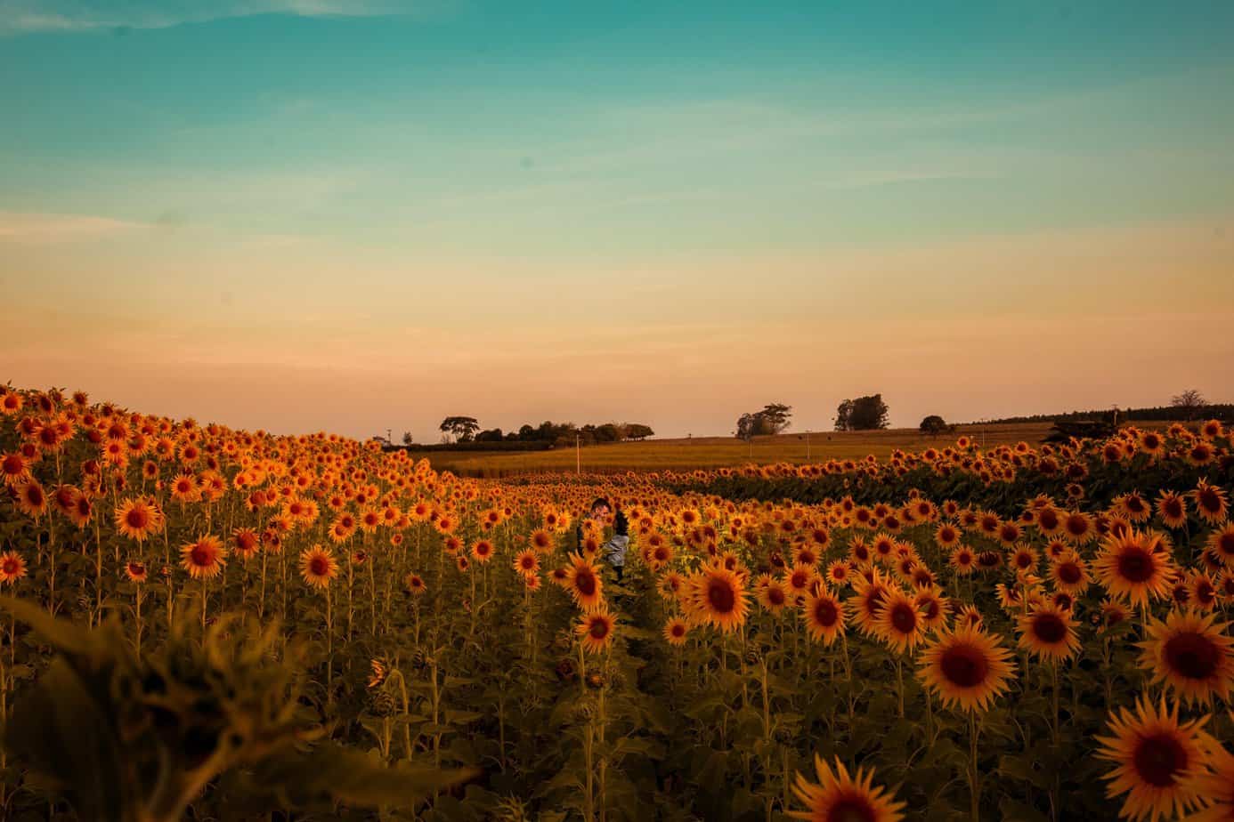 Sunflower History | Origins, Domestication, Exportation, And More