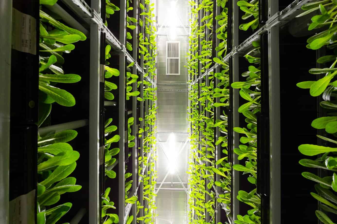 Future of Urban Food Production: Vertical Farming and Innovation