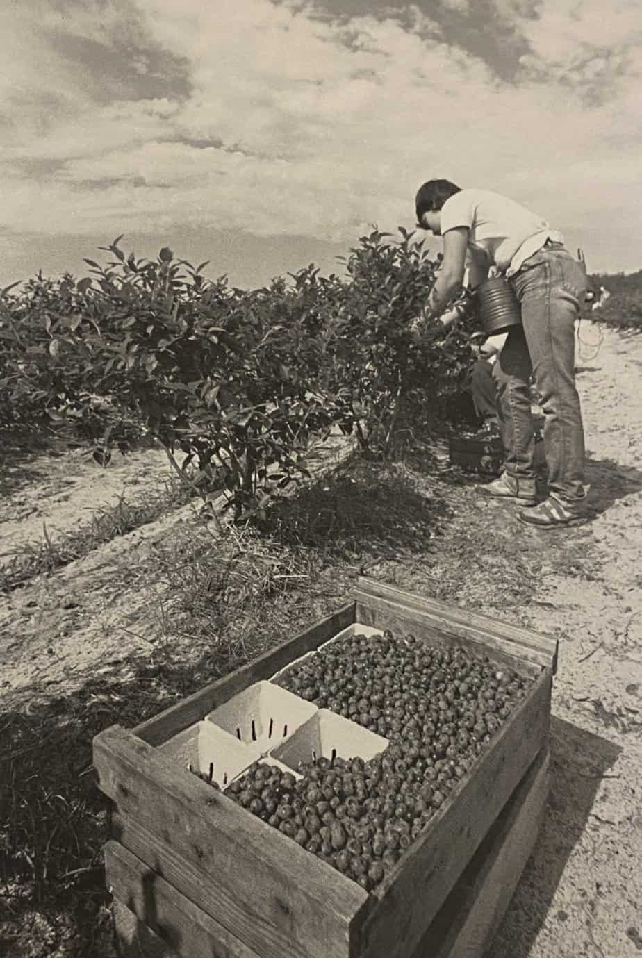 A History Of The American Blueberry Farming Industry
